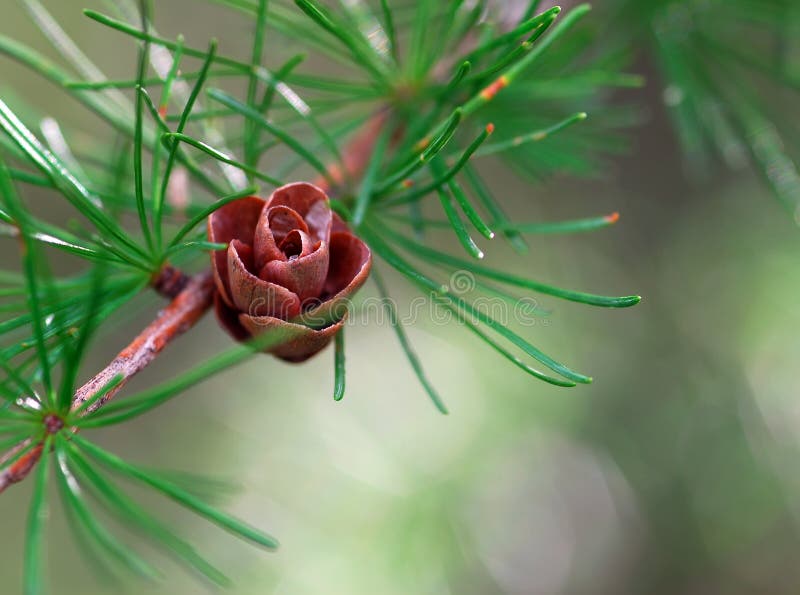 Small Pine Cone stock photo. Image of cones, brown, seasonal - 3082520