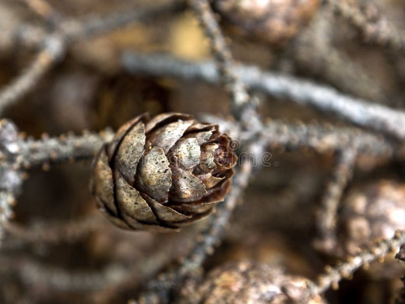 Small Pine Cone on Branches Stock Photo - Image of small, ground: 104075298