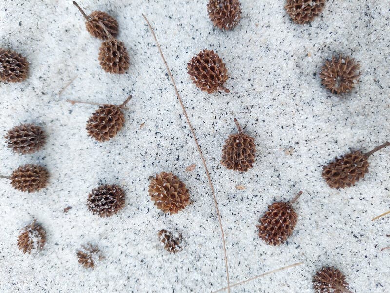 Small Pine Cone Falling from Pine Tree on the Beach, Stock Photo ...