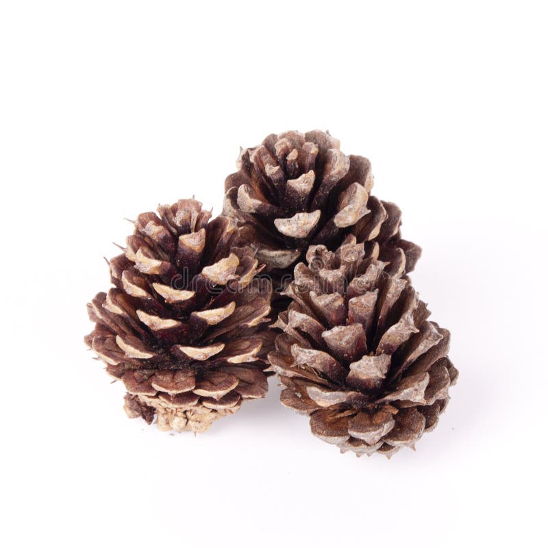 Small pine cones stock image. Image of natural, cone - 55119601