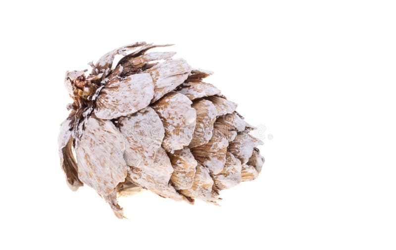 Small pine cones isolated stock image. Image of decoration - 336184277
