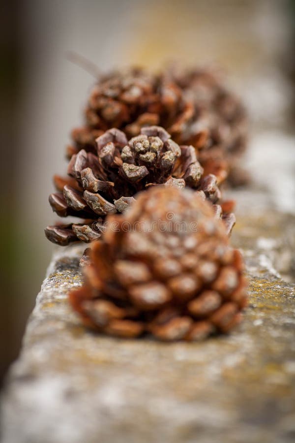 Small Pine Cones Lined Up on a Wall Stock Image - Image of wood, pine ...