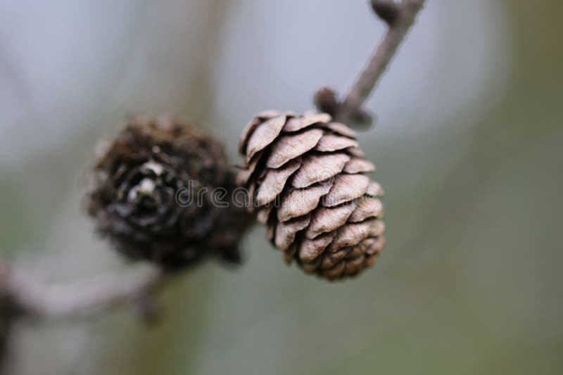 Small Pine Cones Sit on a Branch of a Tree Stock Image - Image of ...