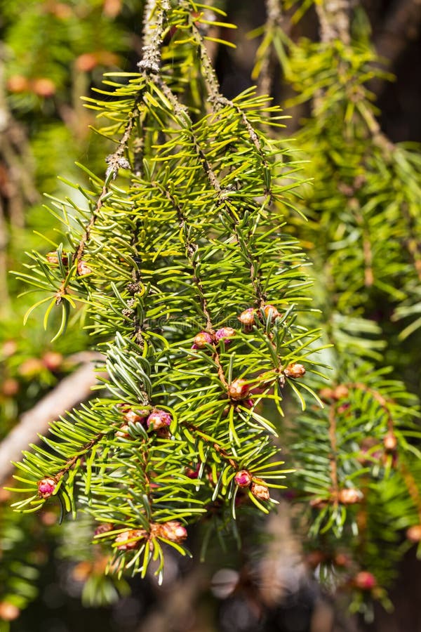 Two pine cones stock photo. Image of autumn, pine, wood - 30193878