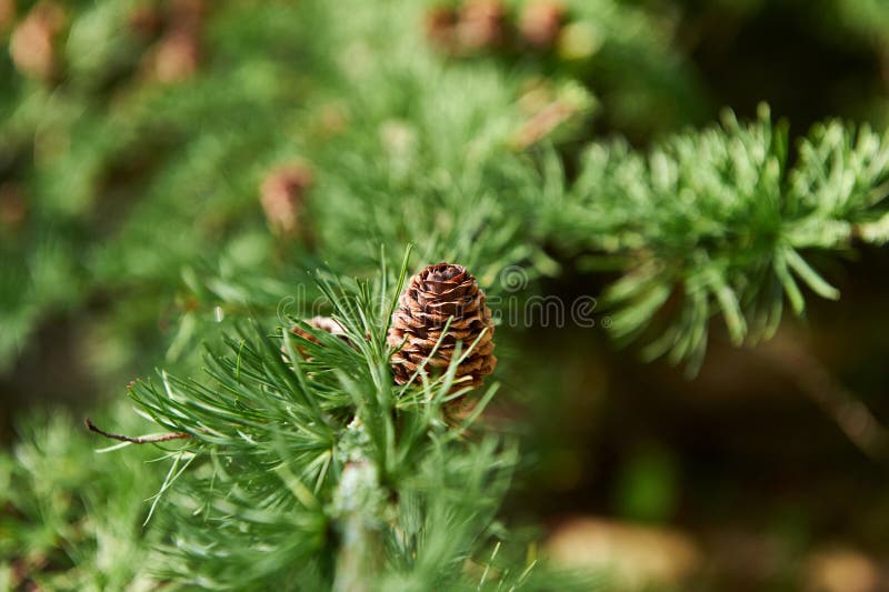 Small Pine Cones in the Wild Stock Photo - Image of firtree, lots ...