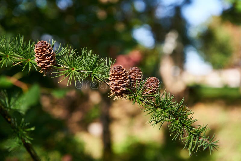 Small Pine Cones in the Wild Stock Photo - Image of summer, tree: 162294012