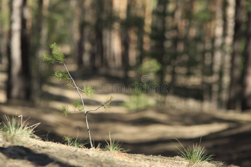 Small Pine in a Forest Background Stock Photo - Image of grass, little ...