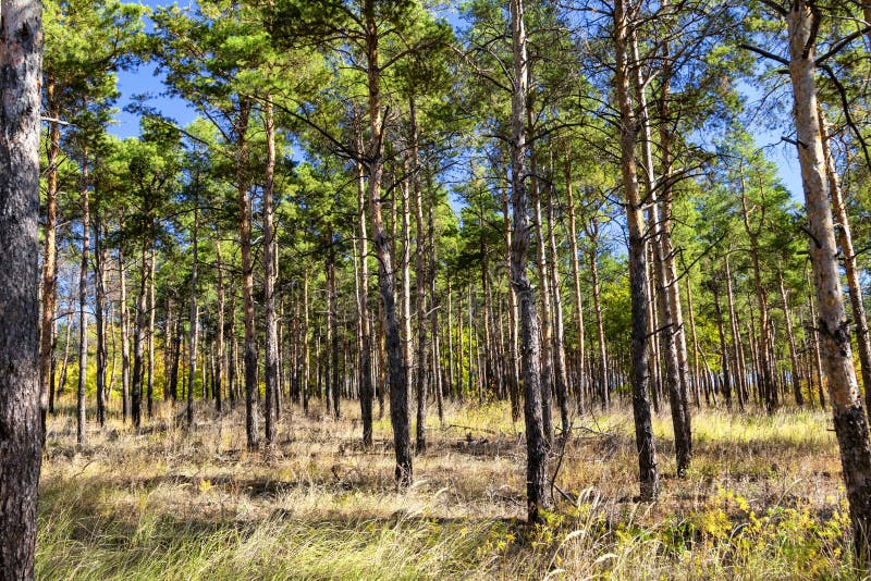 Small Pine Forest of Pine Trees with Bare Trunks Stock Image - Image of ...