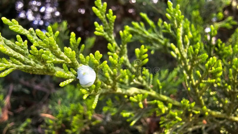 Small Pine Fruit Sprouting on a Thin Branch Stock Image - Image of ...