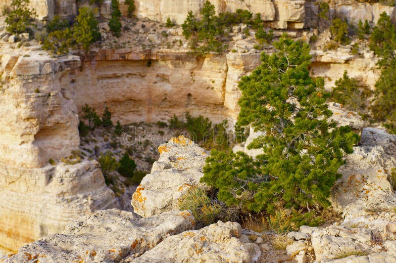 A Small Pine on the Mountain Cliff Stock Image - Image of erosion ...
