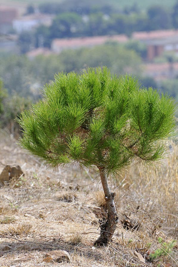Small pine stock image. Image of view, scenery, beautiful - 30135739