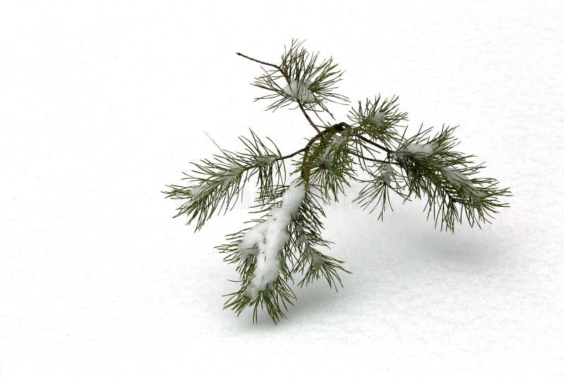 Small pine sprout in snow stock image. Image of pine - 127132793