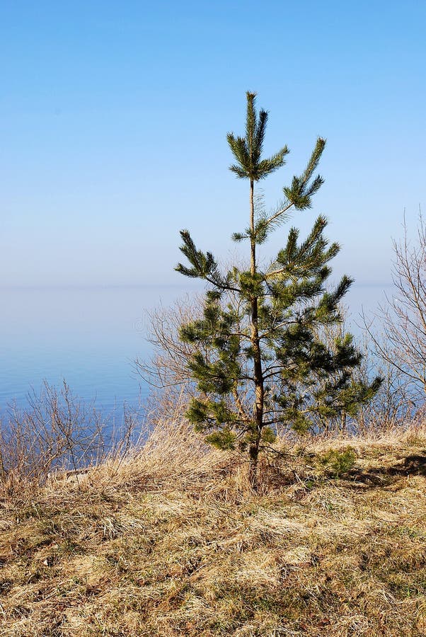 Small Pine Tree Alone in Field Stock Photo - Image of conservation ...