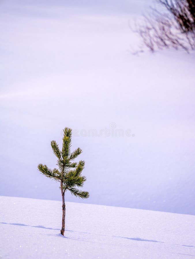 Small Pine Tree Alone in Snow Stock Photo - Image of wildlife, outside ...