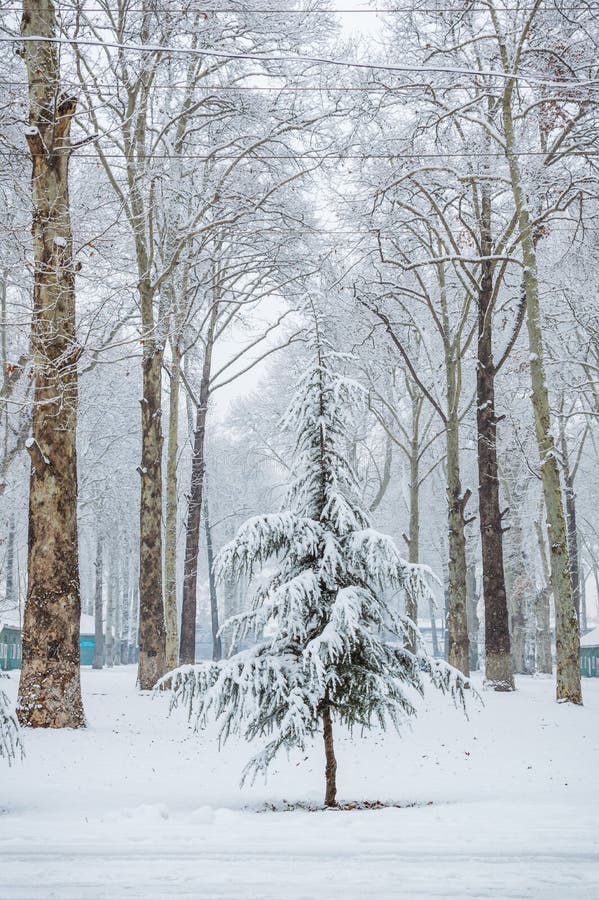 A Small Pine Tree Amonst Other Tall Maple Trees in Awoodland in Kashmir ...