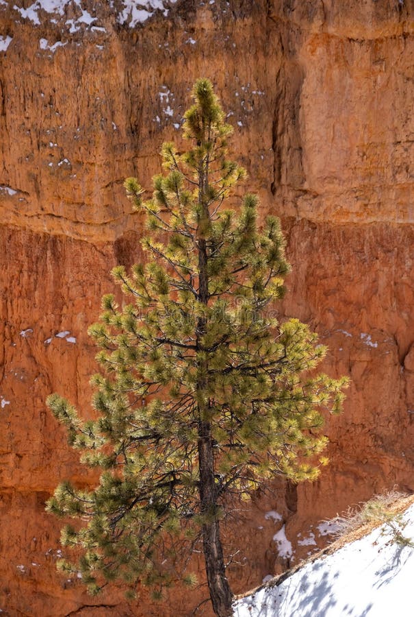 Small Pine Tree at the Base of an Orange Hoodoo Stock Image - Image of ...