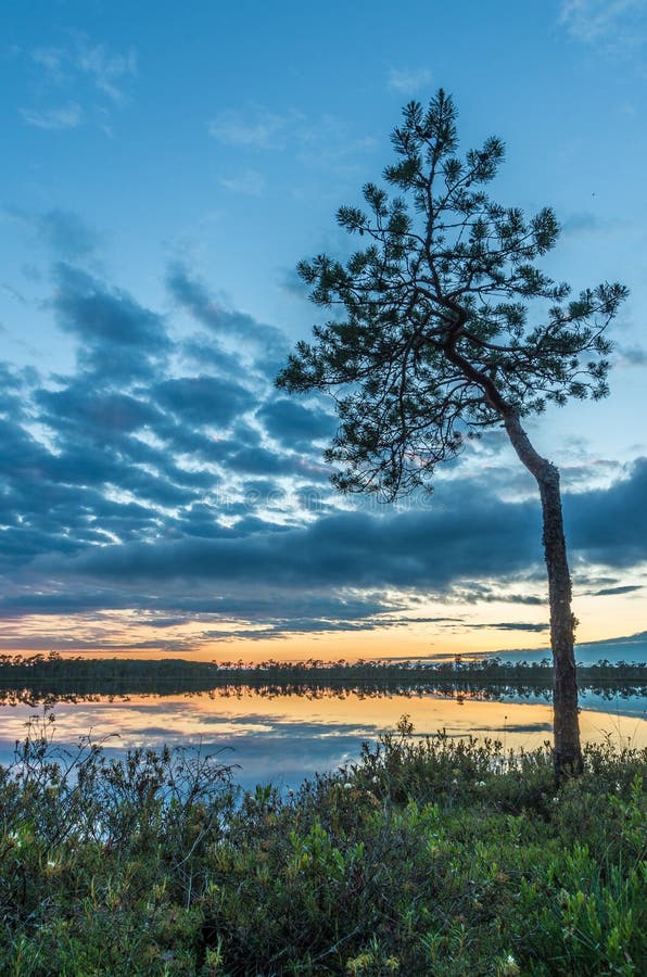A Small Pine Tree in the Bog Stock Image - Image of stands, sunset ...