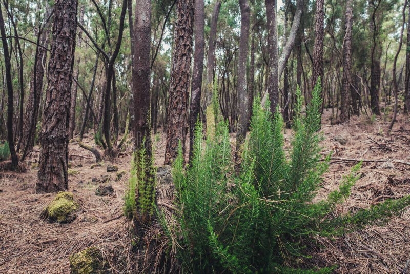Small Pine Tree Branches Growing on Forest Ground - Stock Photo - Image ...