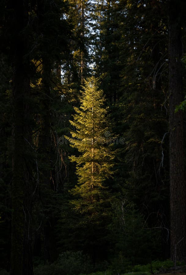 Small Pine Tree Catches the Last Light of the Day in a Dark Forest ... Small Pine Tree Catches the Last Light of the Day in a Dark Forest ...