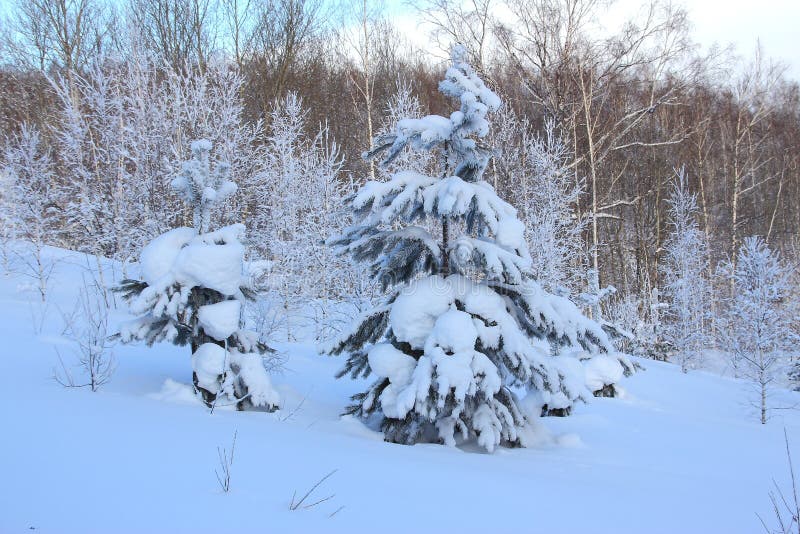 Small Pine Tree Covered with Big Snow Stock Photo - Image of forest ...