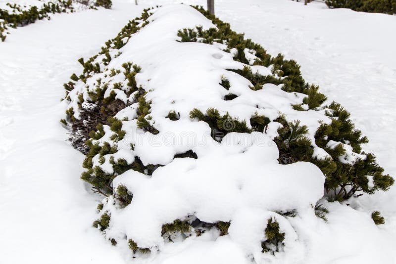 Snow on small pine tree stock photo. Image of cold, white - 114411452