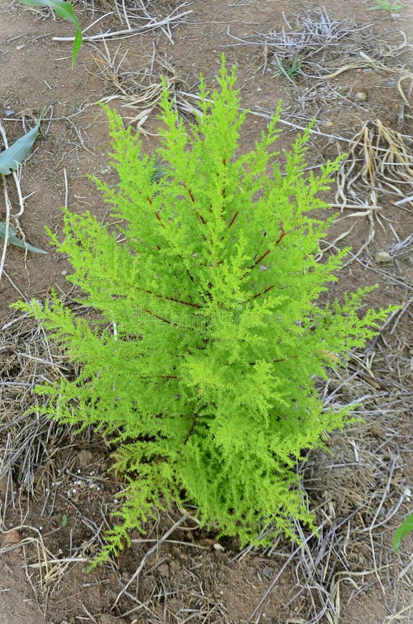 Beautiful Cupressus Macrocarpa Goldcrest Pine Tree Growing in the Field ...