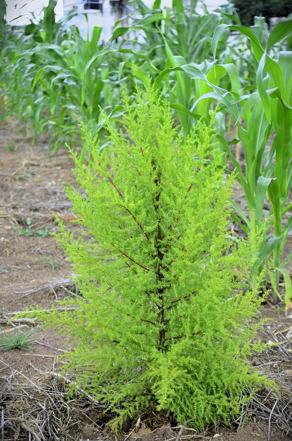 Small Pine Tree Cupressus Macrocarpa Goldcrest Field Stock Photos ...