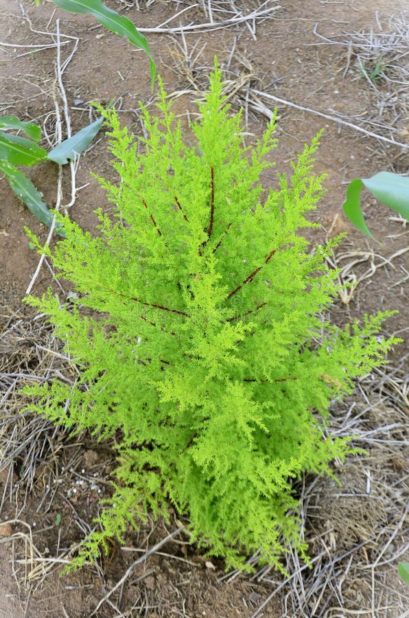 A Small Pine Tree Cupressus Macrocarpa Goldcrest Growing in the Field ...
