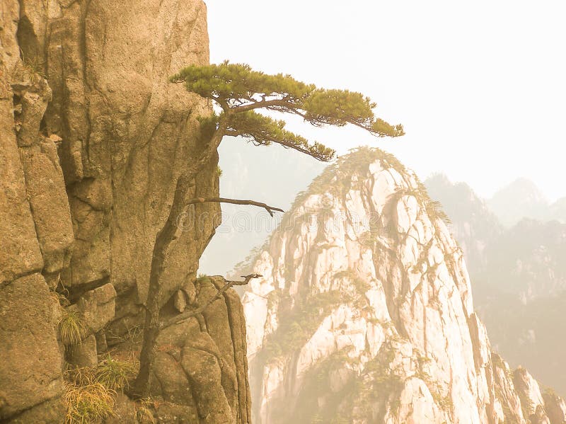 A Small Pine Tree at the Edge of the Cliff Stock Photo - Image of sight ...