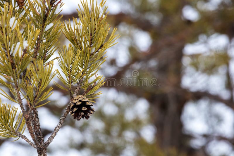 Small Pine Tree in Fruit Green Tree Branches Stock Photo - Image of ...