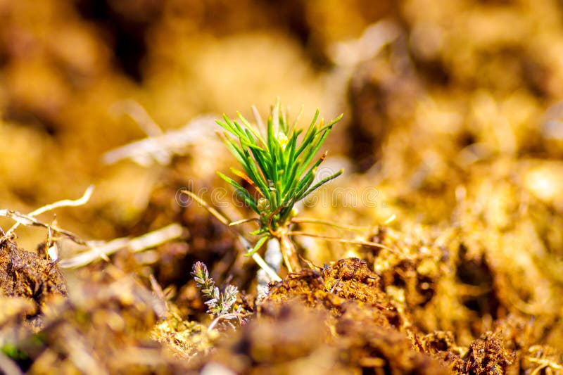 Small pine tree stock image. Image of conservation, forest - 98637699