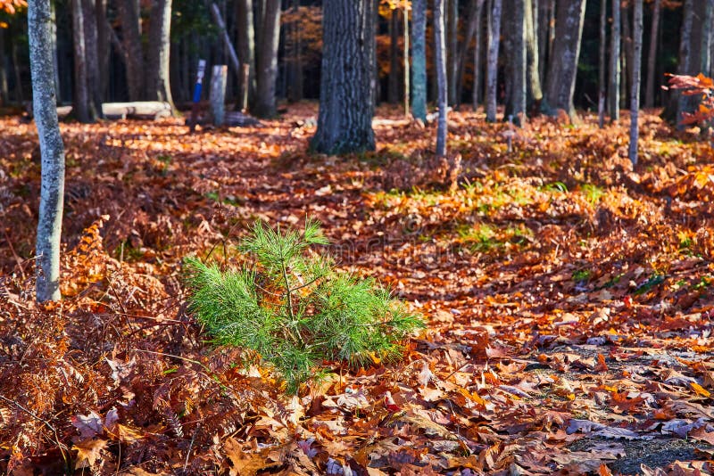 Small Pine Tree Growing on Forest Floor in Late Fall Covered in Orange ...