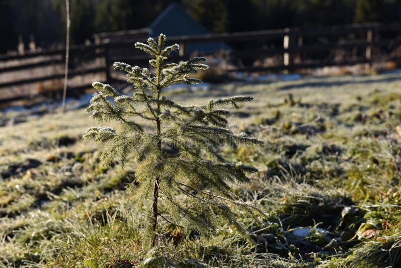 Small pine tree growing stock image. Image of hoarfrost - 81398309
