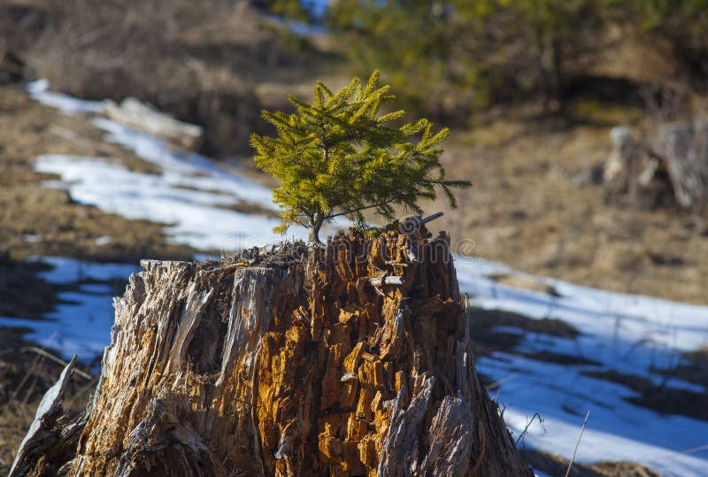 Small Pine Tree Grown on Stump Stock Photo - Image of fresh, natural ...