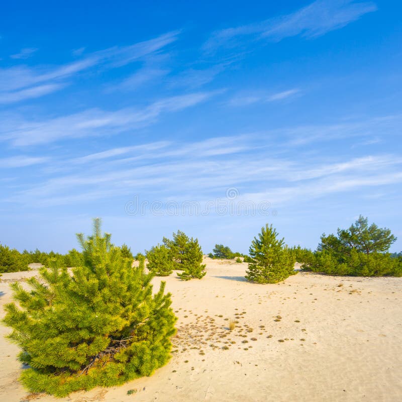 Small Pine Tree Growth on a Sand Under Blue Cloudy Sky Stock Photo ...