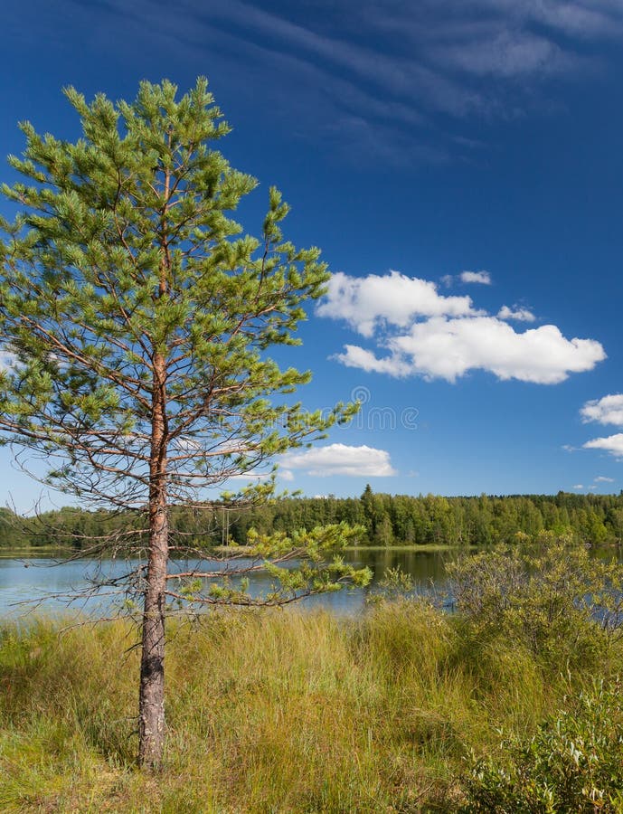Small pine trees in marsh stock image. Image of season - 144683119
