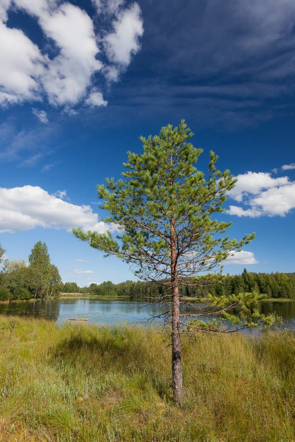 Small pine trees in marsh stock image. Image of season - 144683119