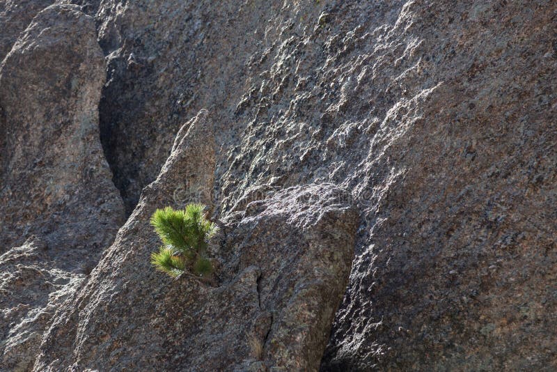 Small Pine Tree in a Rock stock image. Image of climb - 140160597
