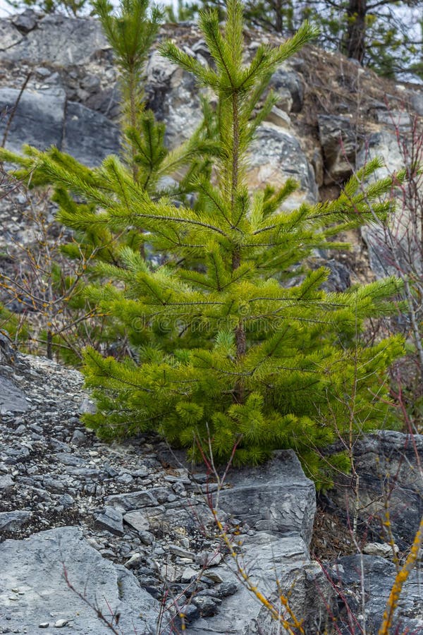 Small Pine Tree. Small Green Spruce Grows on a Stone Against the ...