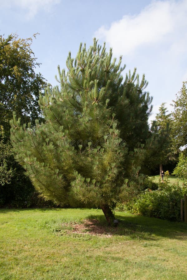 A small pine tree stock image. Image of conifer, picturesque - 177027407