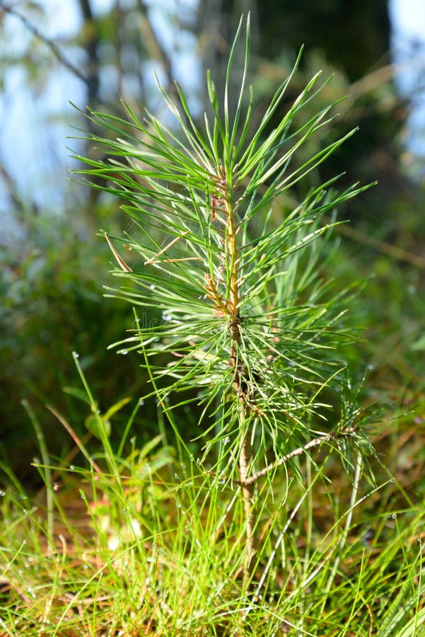 Small pine tree. stock image. Image of karelian, season - 90580671