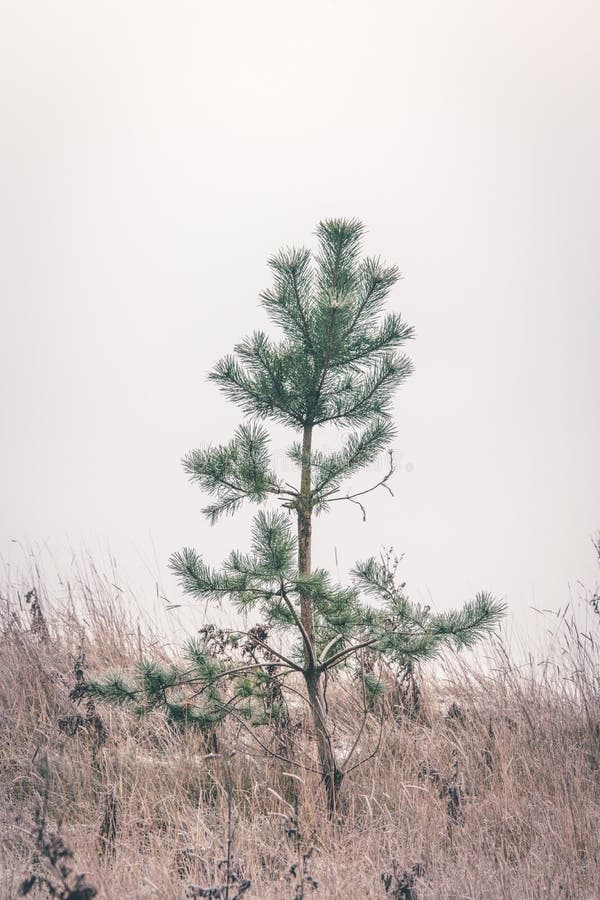 Small Pine Tree Standing Alone in Frozen Grass Stock Photo - Image of ...