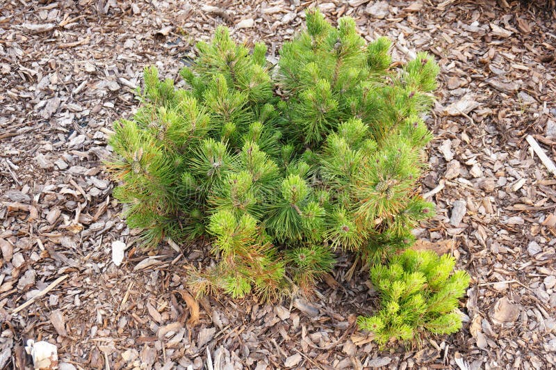 Small pine trees stock image. Image of small, young, trees - 31880073