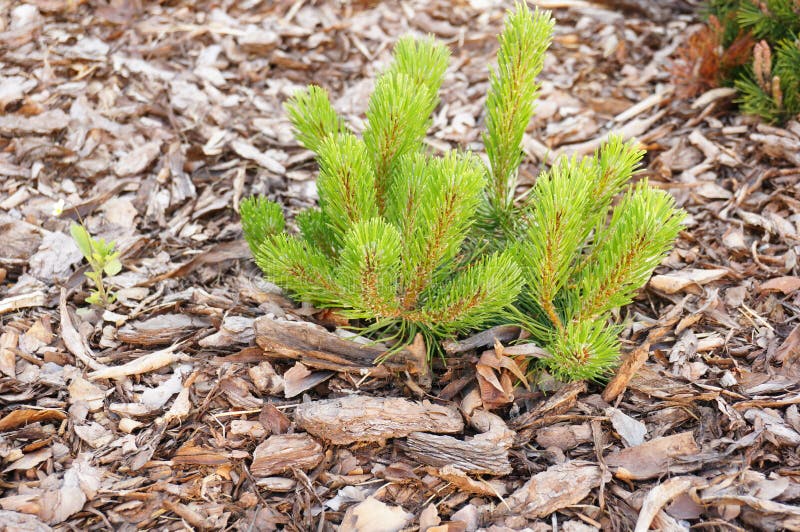Small pine stock image. Image of subshrub, sunlight, vegetation - 31879983