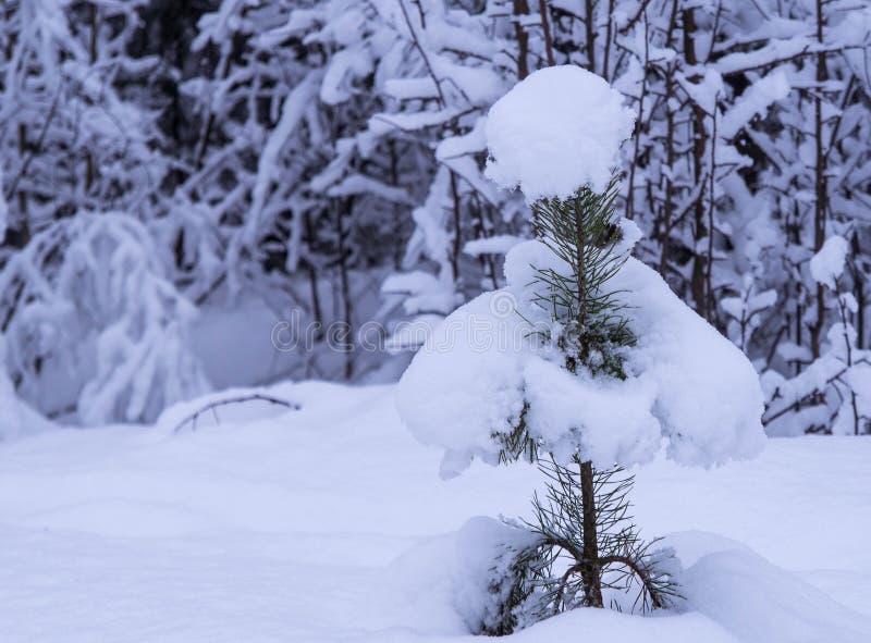 Small pine-tree under snow stock image. Image of forest - 84171849