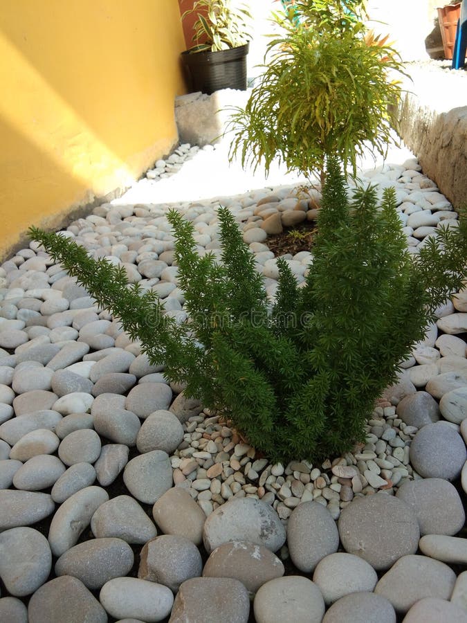 The Side View of My Small Pine Tree in the Garden Stock Image - Image ...