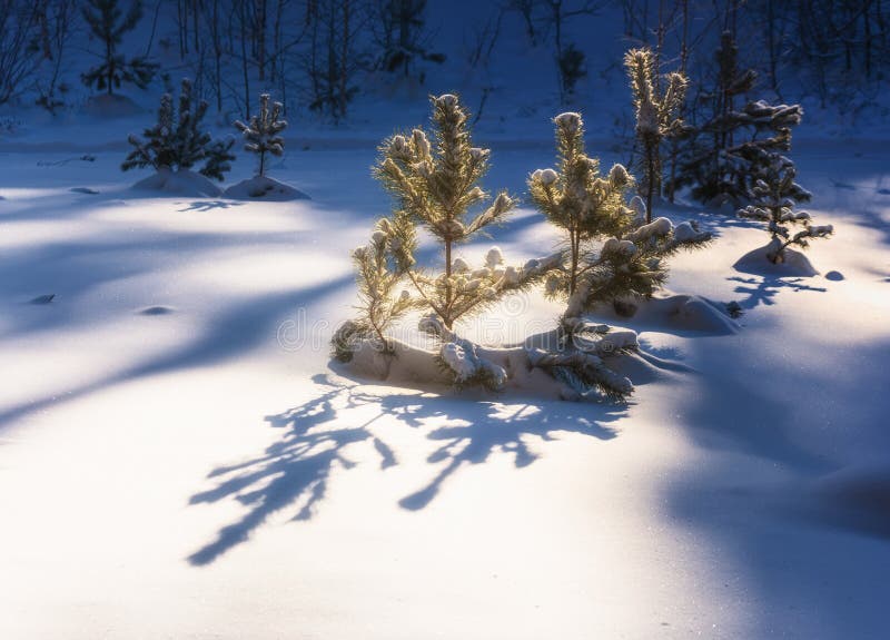 Small Pine Trees Covered with Snow Stock Image - Image of scene, frost ...