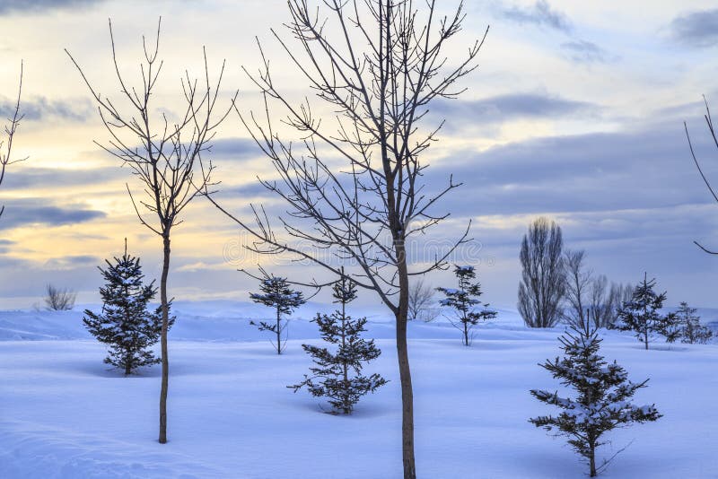 Small Pine Trees Covered with Snow during Sunset Stock Photo - Image of ...