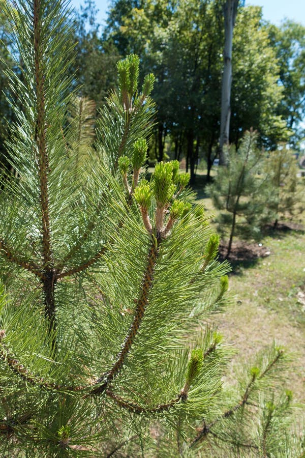 Small Pine Trees in the Park Stock Photo - Image of foliage, prickle ...