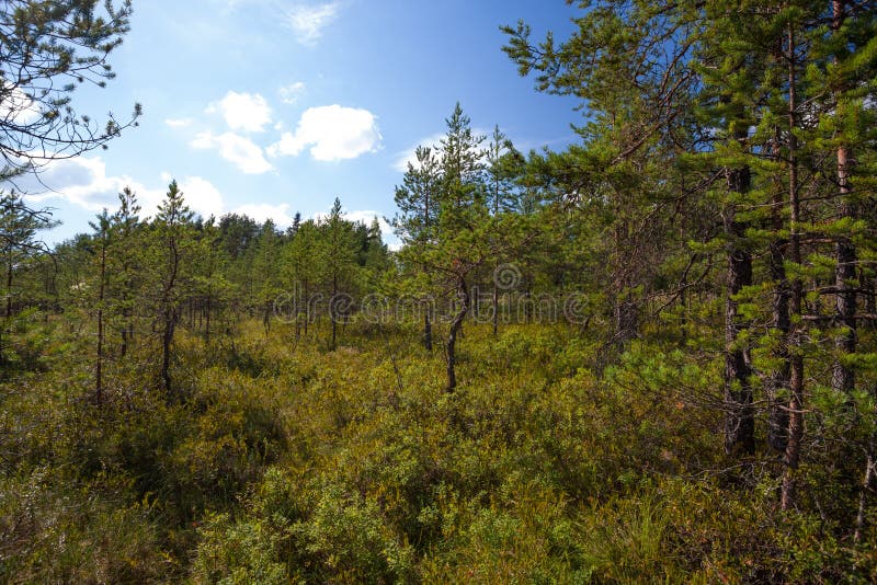 Small pine trees in marsh stock image. Image of season - 144683119